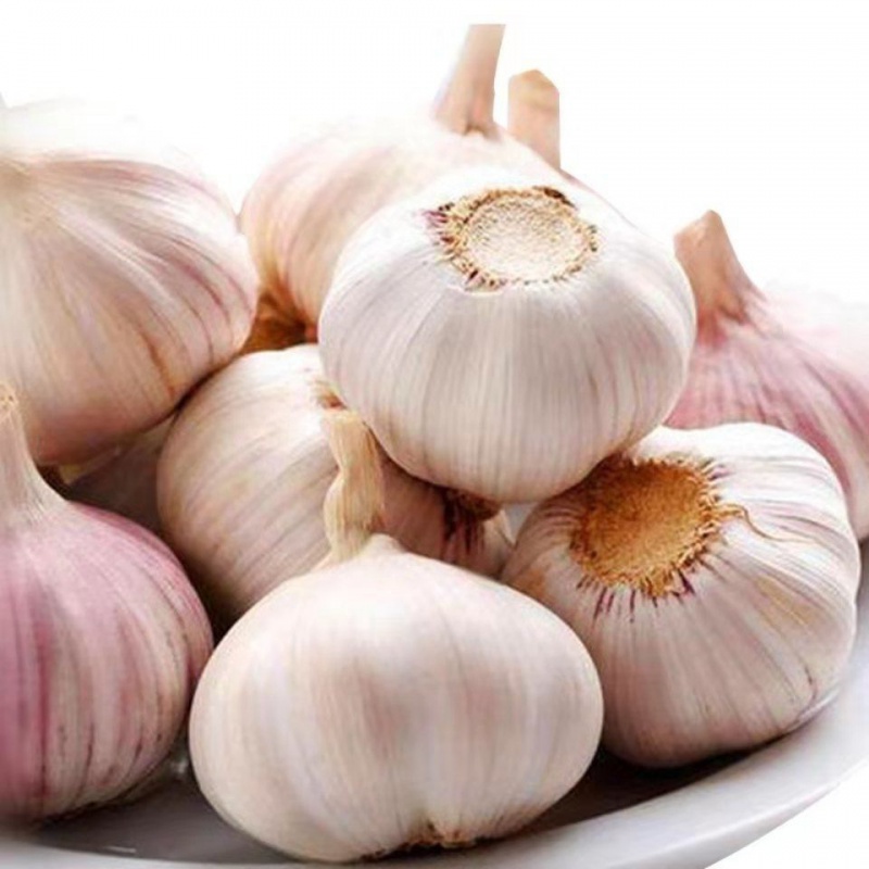 Long History in Organic Garlic Market?