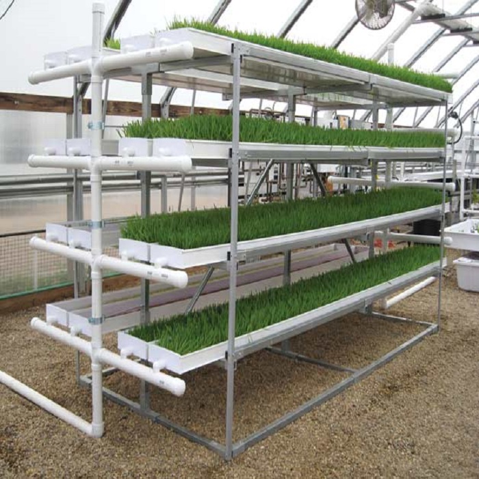 Hydroponic Fodder ProFeed Growing System China Manufacturer